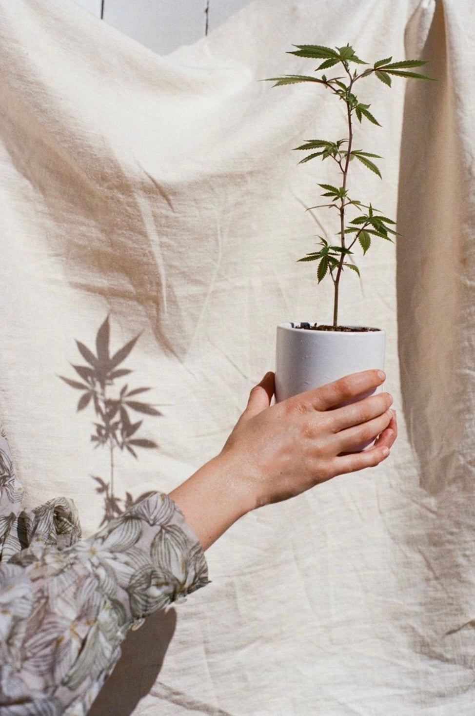 What is Hemp? – Hempress Hygienics